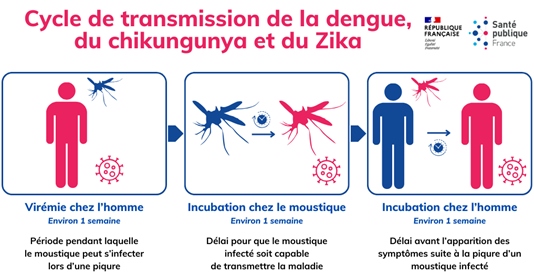 Piqure moustique : infection, maladie et transmission | AÉSIO
